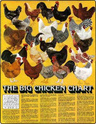 The Big List of Heritage Chicken Breeds – Mother Earth News